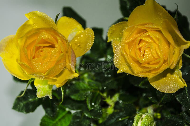 Yellow roses stock photo. Image of yellow, small, garden - 103835844