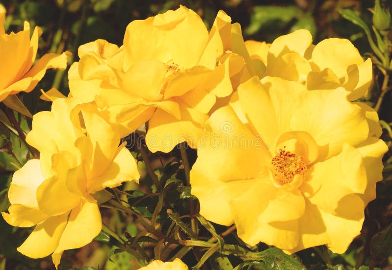 Yellow roses stock photo. Image of elegant, happy, fresh - 51823662