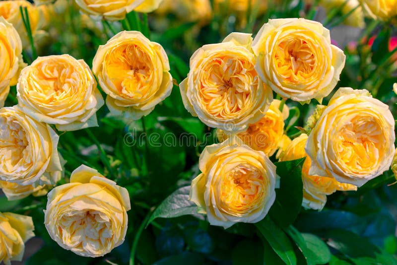 Yellow Roses on a Sunny Day Close Up Stock Image - Image of leaf ...