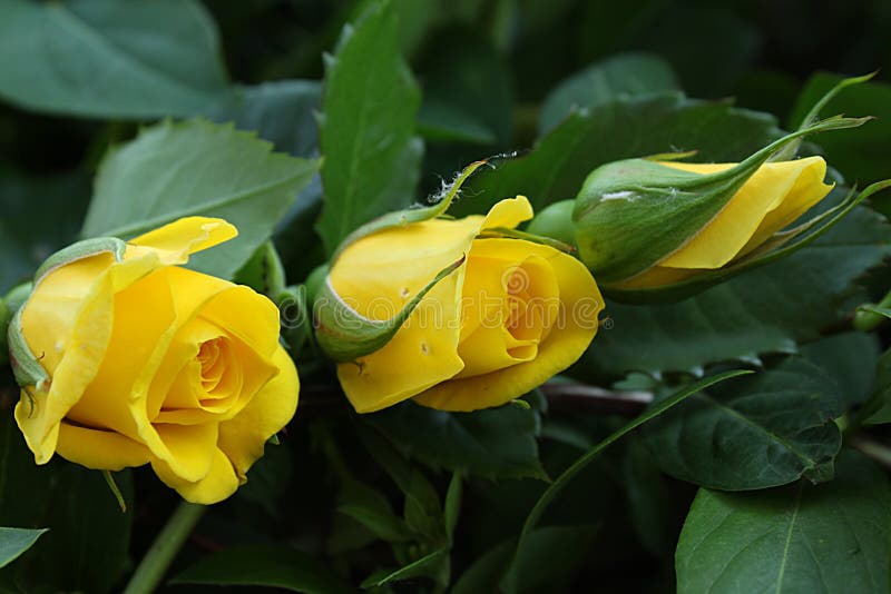 Three Yellow Roses Stock Images - Download 1,129 Royalty Free Photos