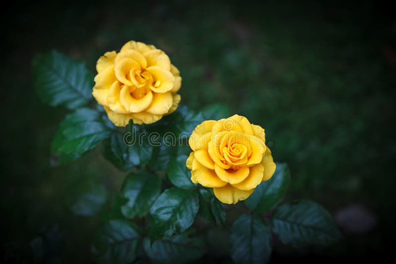 Yellow roses stock image. Image of fresh, bright, rose - 82952573
