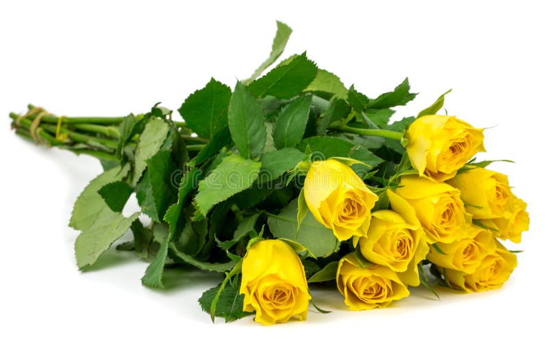 Yellow Roses on a White Background Stock Photo - Image of plant ...