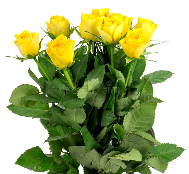 Yellow roses on a white stock photo. Image of closeup - 186875740