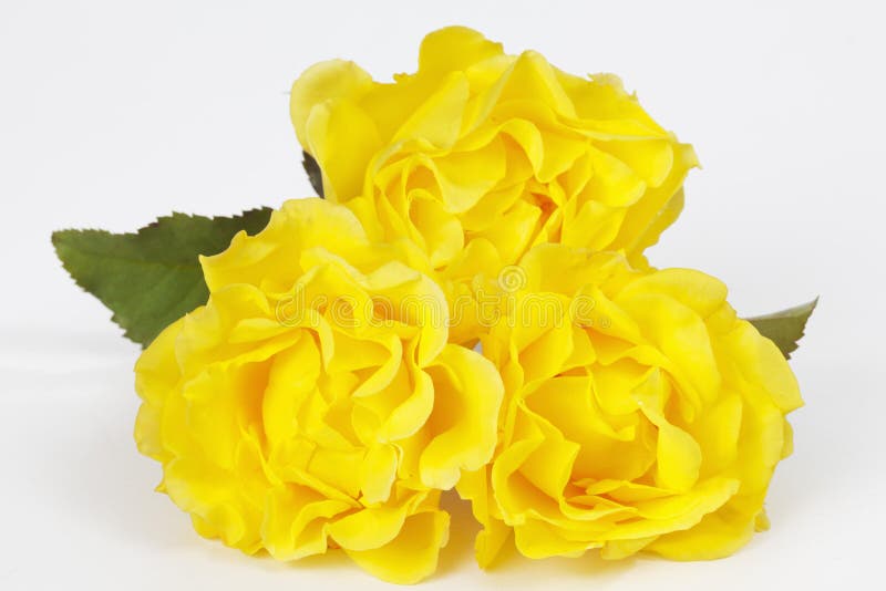 Yellow Roses on White Background Stock Photo - Image of leaf, leaves ...