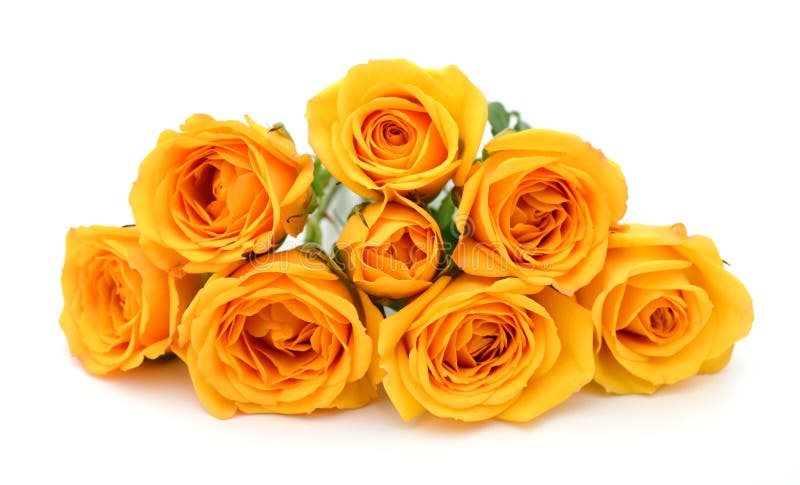 Yellow Roses in White Background Stock Photo - Image of gift, roses ...
