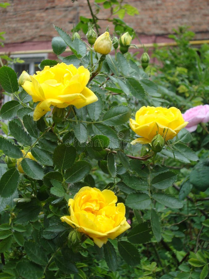 Yellow rose Bush stock image. Image of bouquet, blossom - 220423289