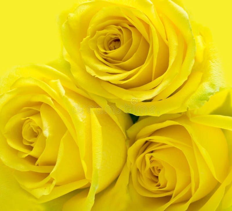 Yellow roses on yellow stock photo. Image of plant, rose - 12040754