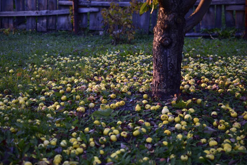 Yellow Rotting Apples on the Ground in the Garden Stock Photo - Image ...