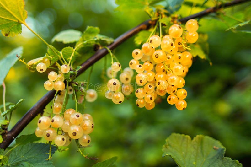 Yellow Round Berries During Daytime Picture. Image: 88192938