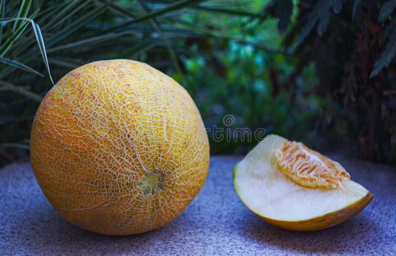 Yellow round melon stock photo. Image of sweet, round - 258590560