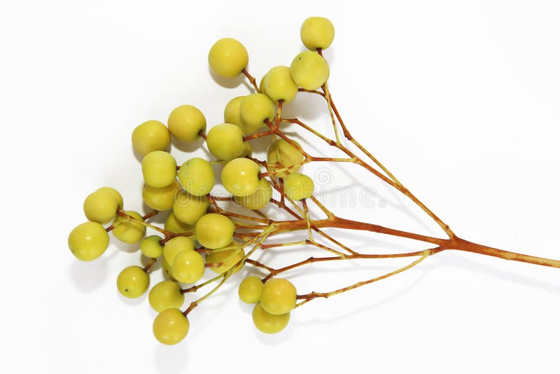 Yellow Round Natural Small Berries on a White Background Stock Image ...