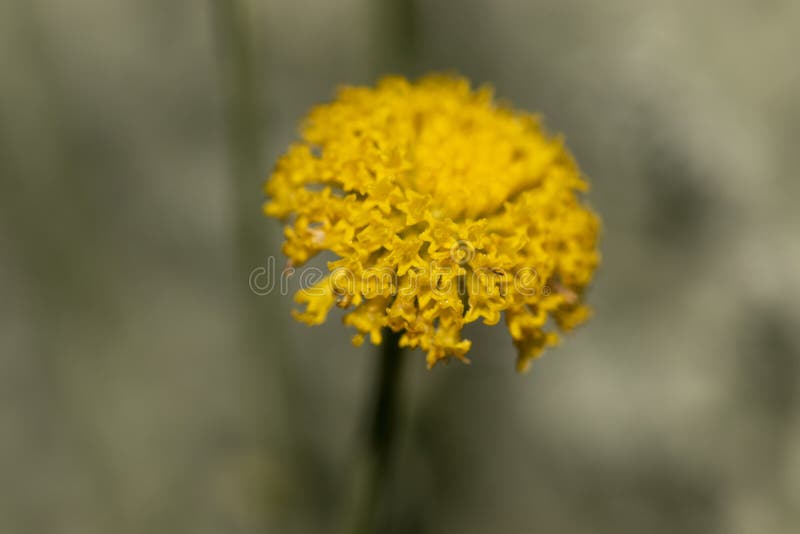 Yellow Round Shaped Wildflower Garden, Close-up. Stock Image - Image of ...