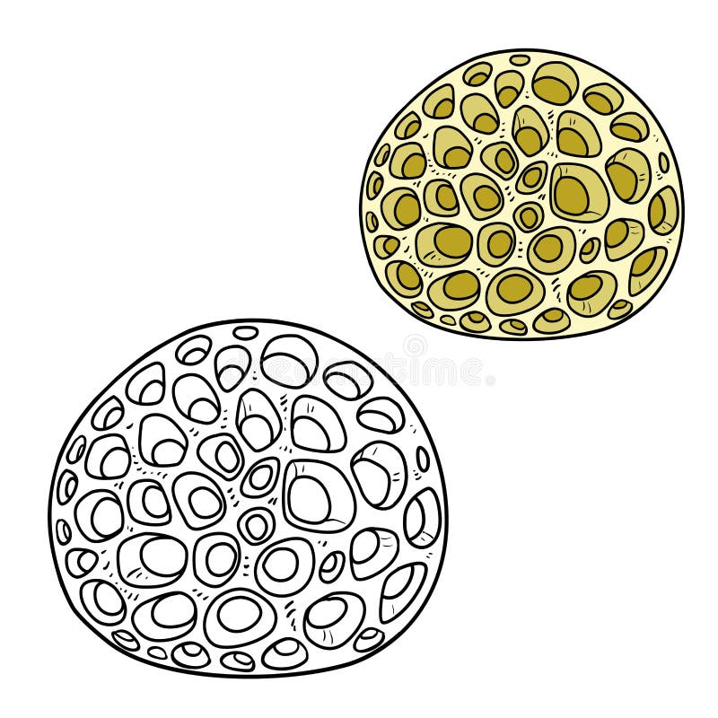 Sponge Bubbles Sketch Stock Illustrations – 130 Sponge Bubbles Sketch ...