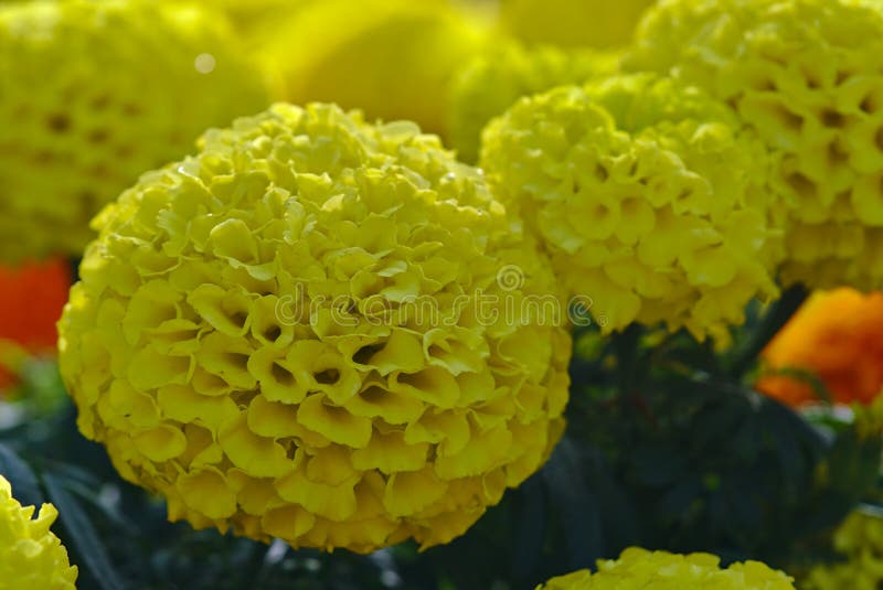 Rounded Ball Shaped Flower in Orange and Yellow Colors Stock Image ...