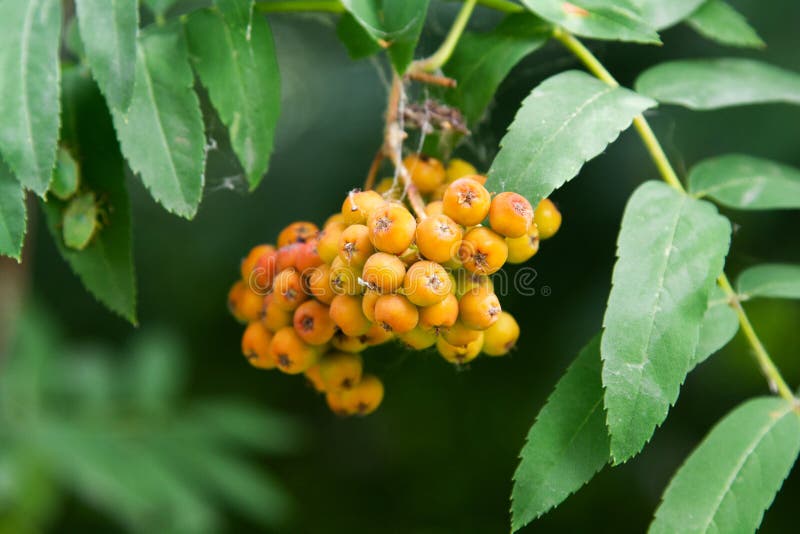 Yellow Rowan on a Green Background Stock Image - Image of thetrees ...