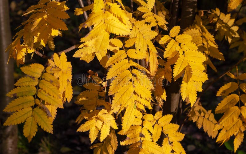 Yellow Rowan Leafs in Autumn in Sunlights Stock Image - Image of gold ...