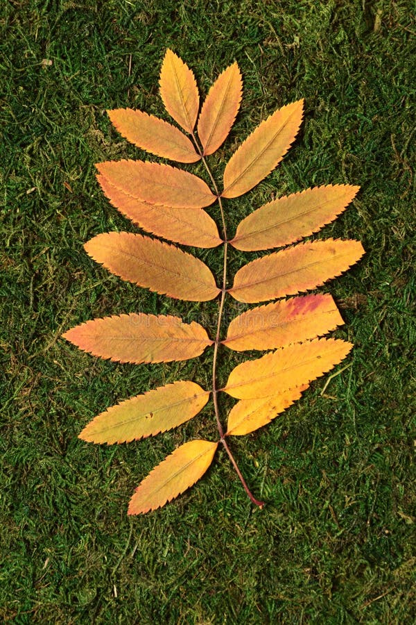 Yellow Rowan Leaves on Green Background Stock Photo - Image of yellow ...