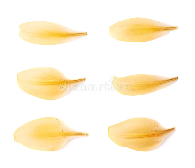 Lily petal stock image. Image of close, smell, pink, natural - 4646005