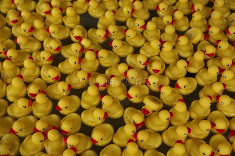Yellow Rubber Duckies stock photo. Image of toys, swimming - 82416364