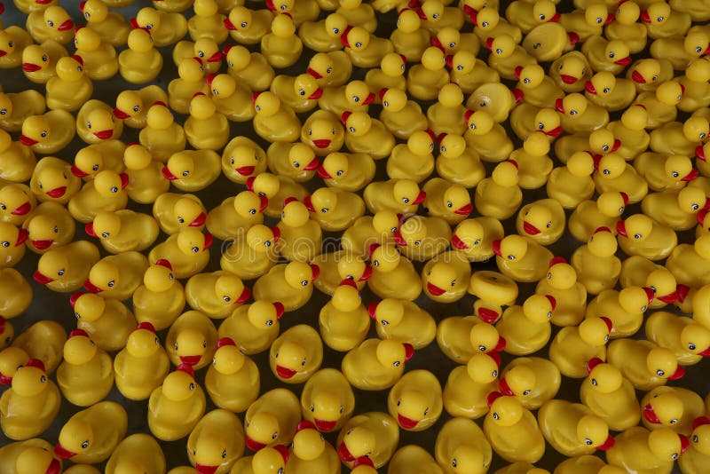 Yellow Rubber Duckies stock image. Image of yellow, vegetable - 82416863