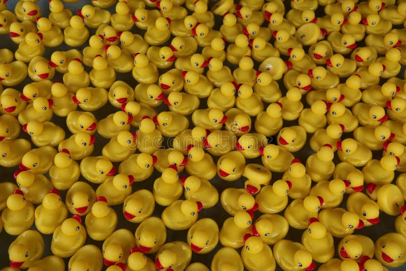 Rubber Duckies stock photo. Image of floating, toys, floaties - 82423200