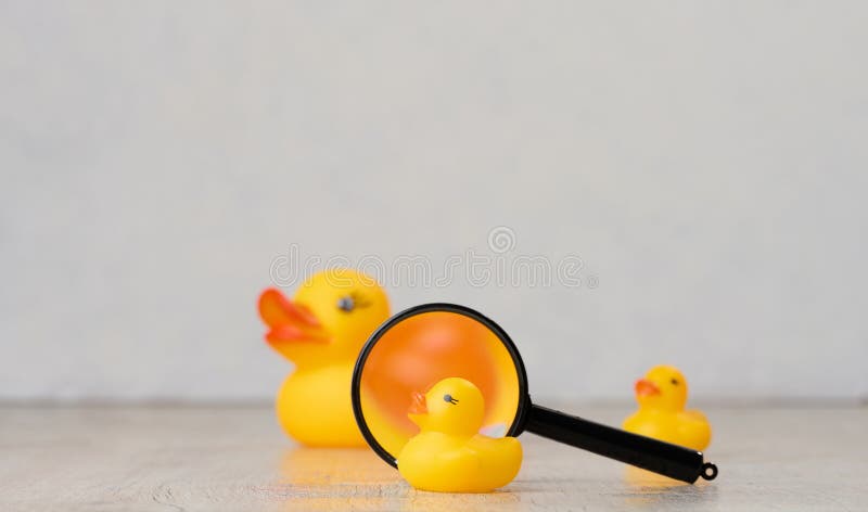 Yellow Rubber Ducks on a White Background, Children S Toy Stock Image ...