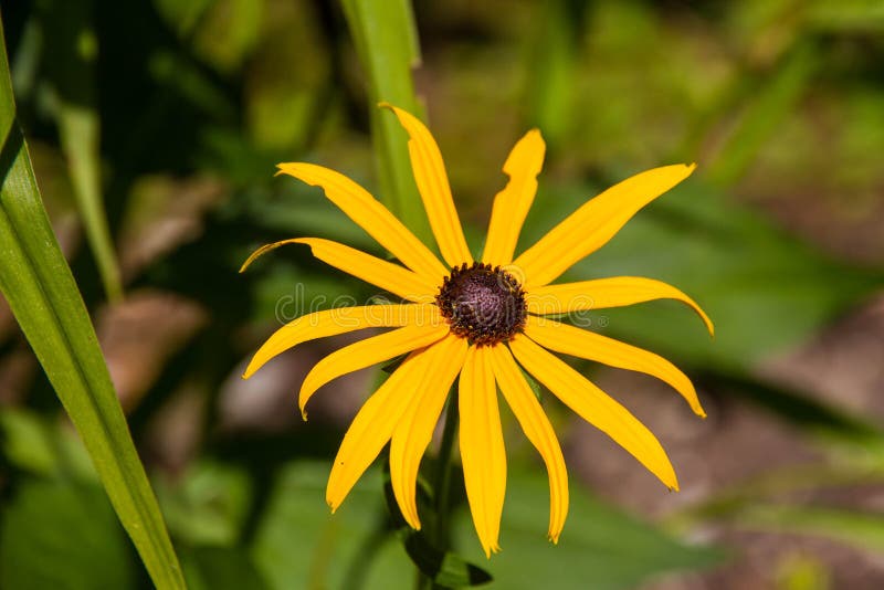 Yellow Rudbeckia stock image. Image of field, freshness - 34569733