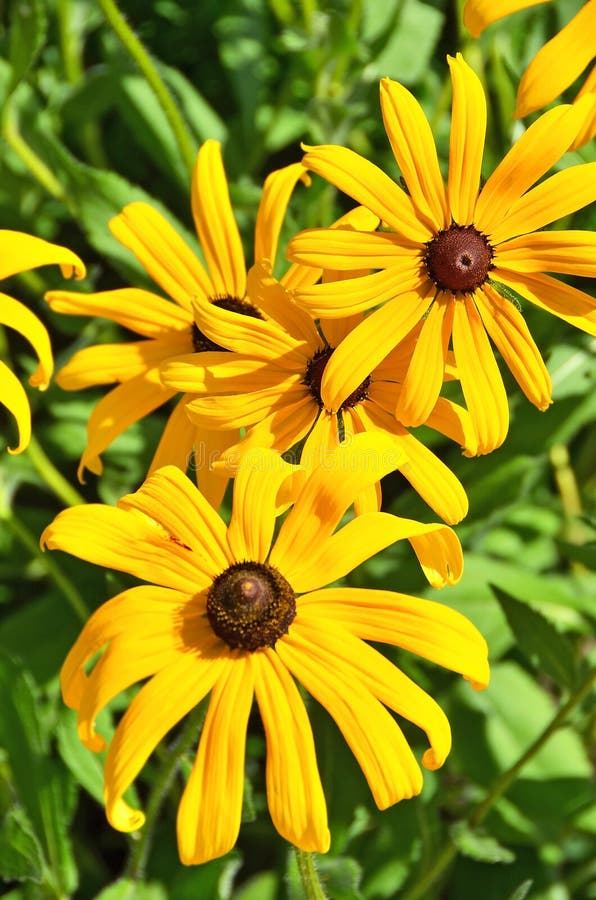 Rudbeckia flower stock image. Image of focus, flora, selective - 95432095