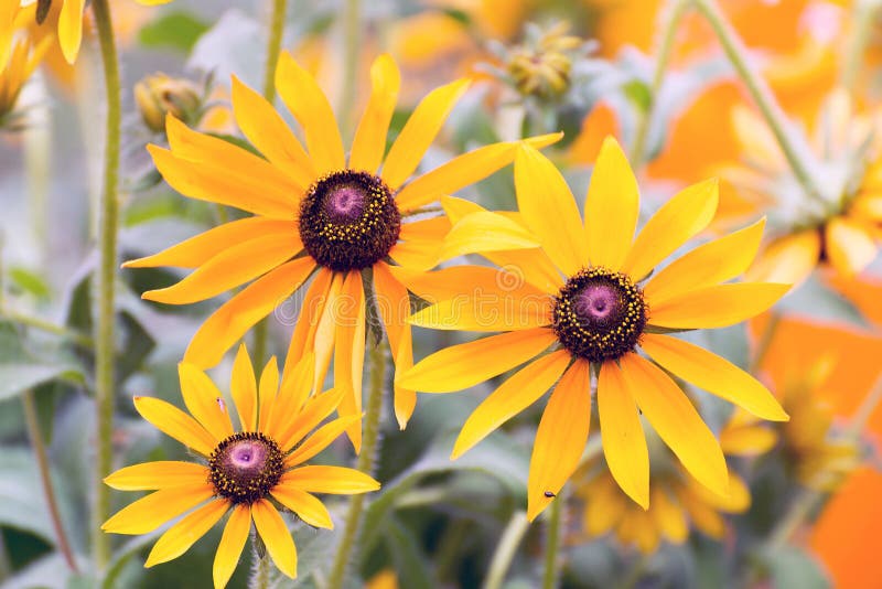 Yellow Rudbeckia Flower in Garden Stock Image - Image of gardening ...