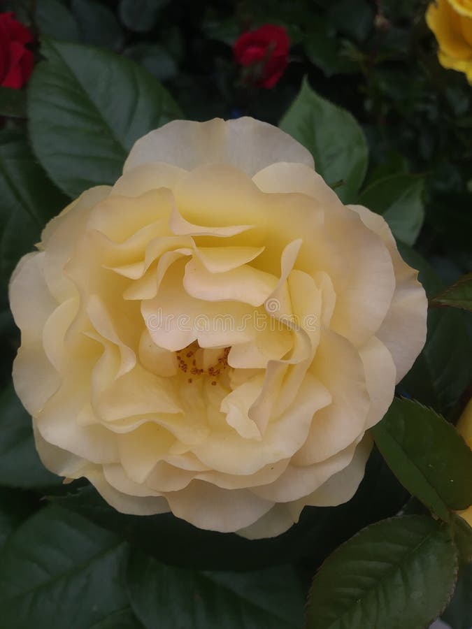 Ruffly layers stock photo. Image of yellow, elegant - 118116156