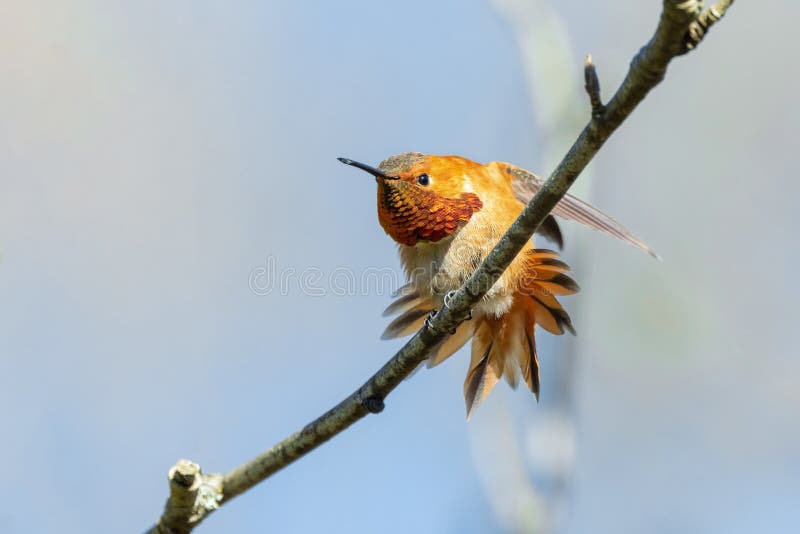 Yellow Rufous Hummingbird stock image. Image of columbia - 245890437