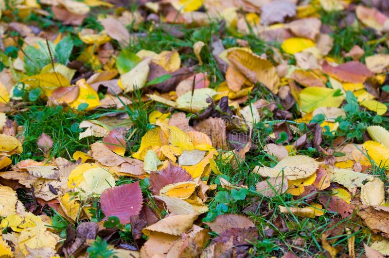 Yellow Rug of Autumn Leaves Stock Image - Image of orange, composition ...
