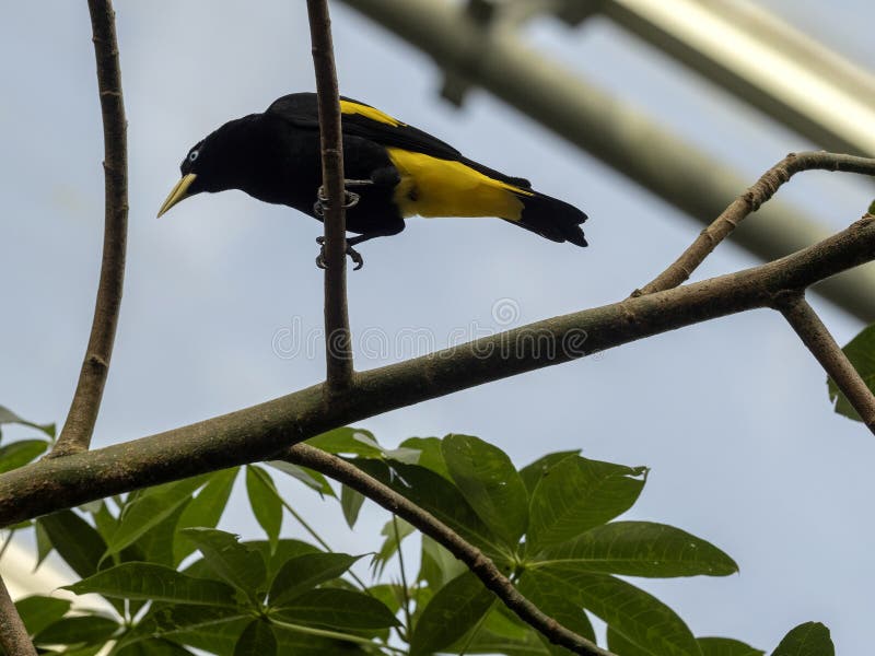 Yellow-rumped Cacique, Cacicus Cell, Plaiting with Large Grass Nests in ...