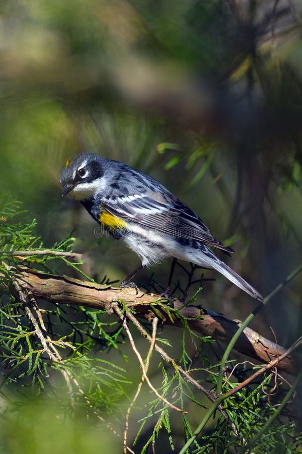 Yellow-rumped Warbler stock image. Image of selective - 19420075