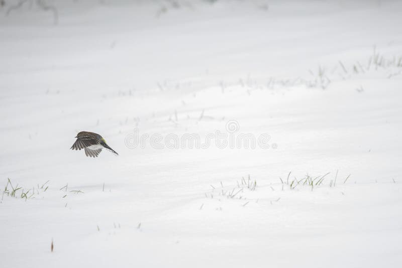 Yellow-Rumped Warbler in Flight Stock Photo - Image of conservation ...
