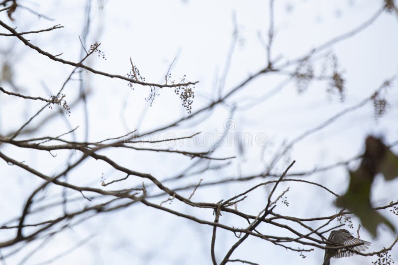 Yellow-Rumped Warbler Flying Stock Image - Image of feathers, branch ...