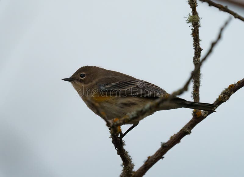 Yellow Rumped Warbler Resting on Tree Branch Stock Image - Image of ...
