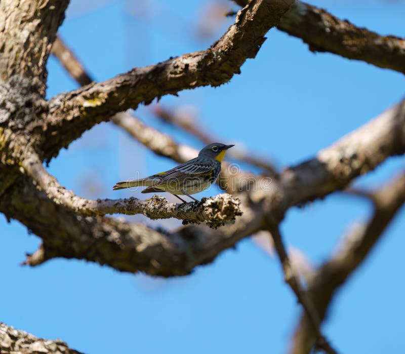Yellow Rumped Warbler Resting on Tree Branch Stock Image - Image of ...