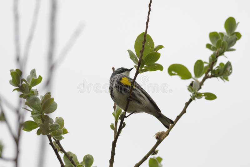 Yellow Rumped Warbler Resting on Tree Branch Stock Image - Image of ...