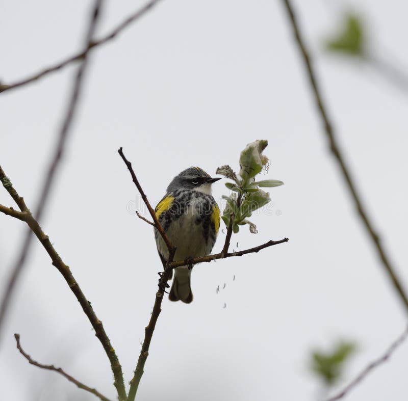 Yellow Rumped Warbler Resting on Tree Branch Stock Image - Image of ...