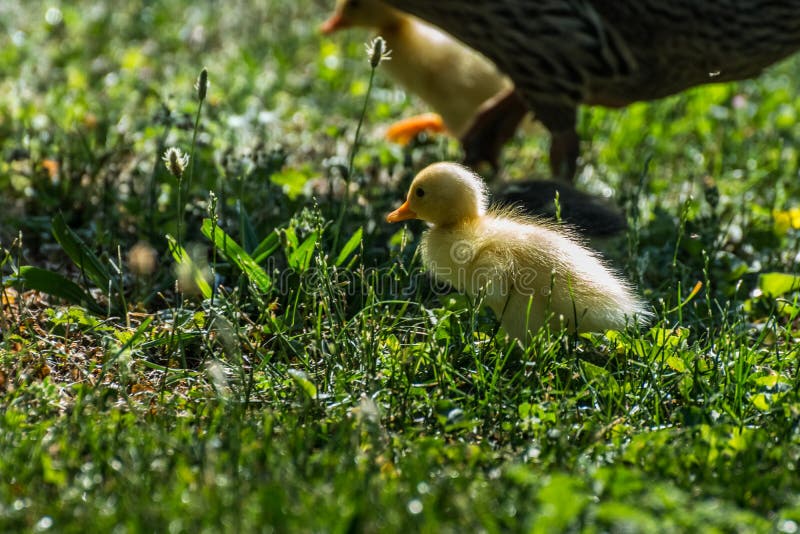 Yellow Running Duck in the Sun and Gras Stock Image - Image of nature ...
