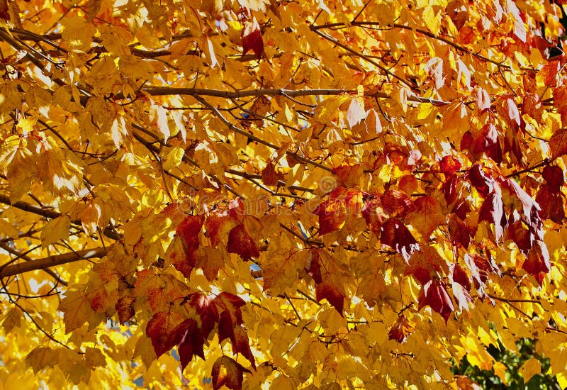 Yellow and Rust Maple Leaves on the Tree Stock Photo - Image of ...