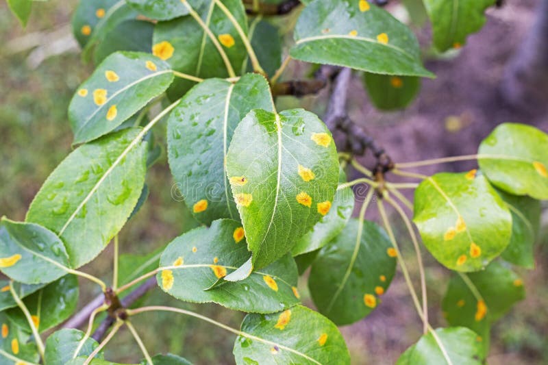 Yellow Rust Spots on Pear Leaves. Garden Disease Stock Photo - Image of ...