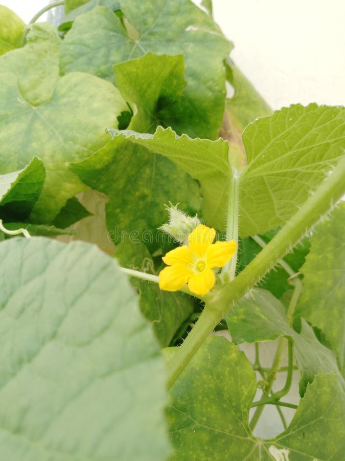 Yellow Sad Flower Facing Down Stock Photo - Image of green, herb: 257153978