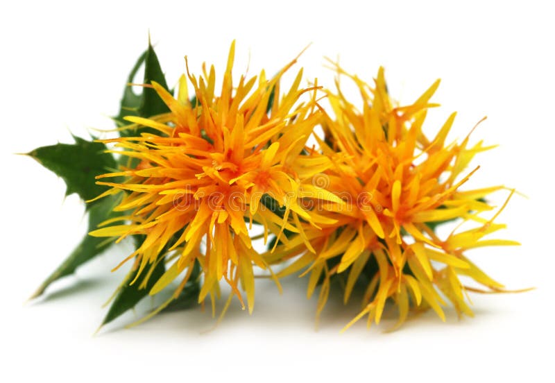Safflower stock photo. Image of safflower, single, brigh - 20052226