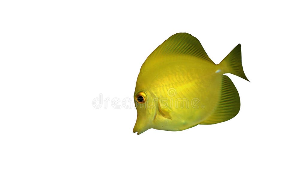 Yellow sailfin tang stock image. Image of fishtank, white - 6187925