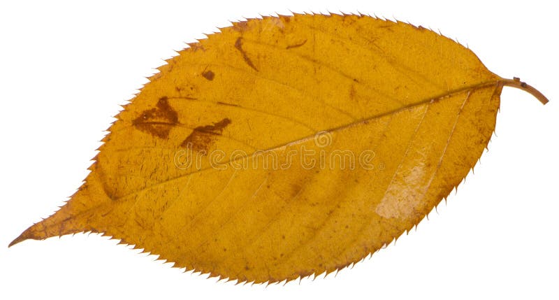 Yellow Sakura Leaf Isolated on White Background Stock Image - Image of ...