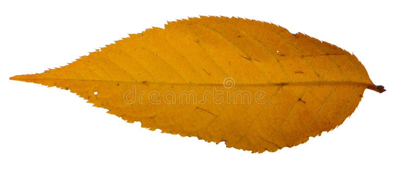 Yellow Sakura Leaf Isolated on White Background Stock Image - Image of ...