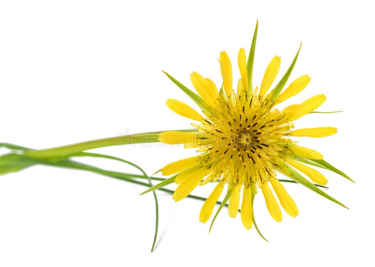 Yellow salsify flower stock image. Image of fistulous - 247430375