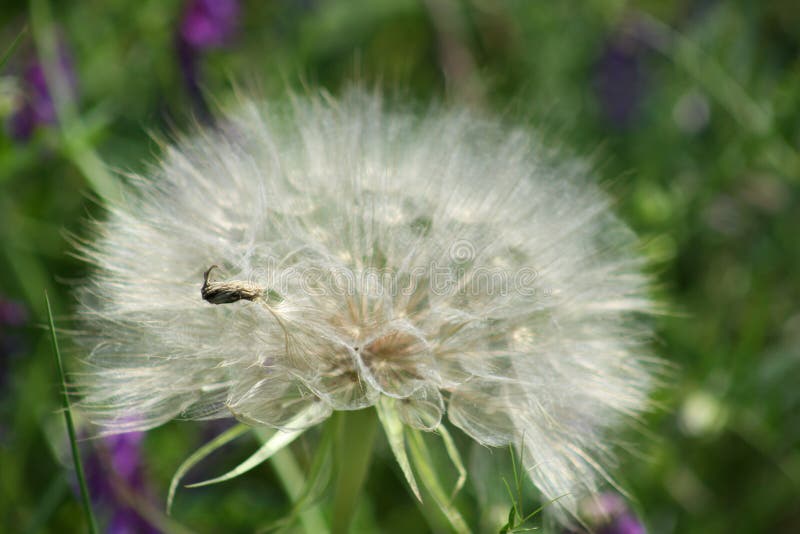 Yellow Salsify Seeds Closeup View with Green Background Stock Image ...